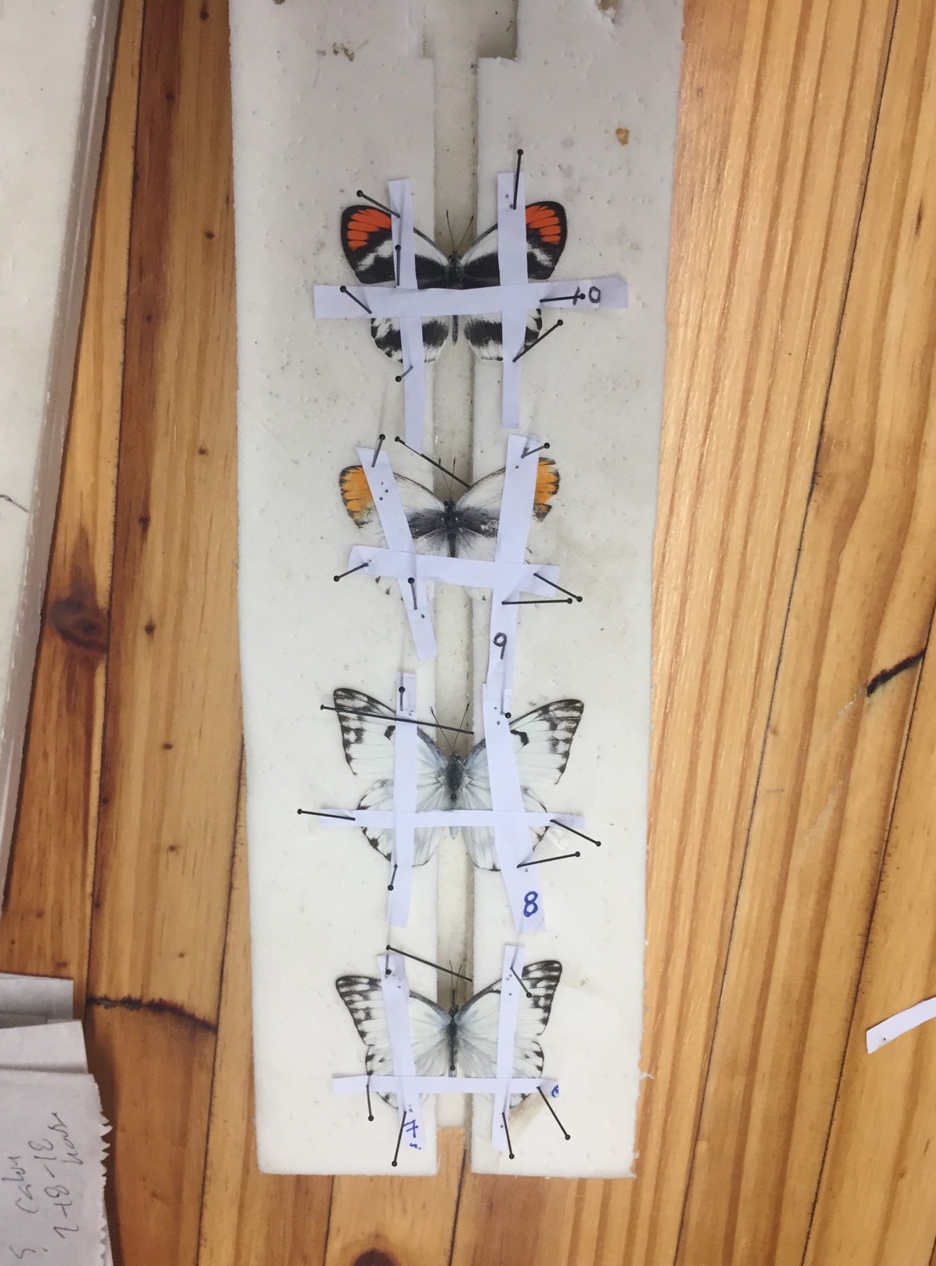 First Day of Field Work in South Africa – Field Notes