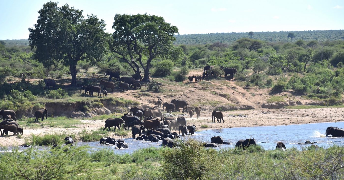 Life in Nylsvley Nature Reserve and Kruger National Park – Field Notes