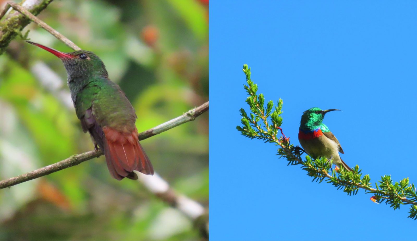 A Whole New World – Field Notes