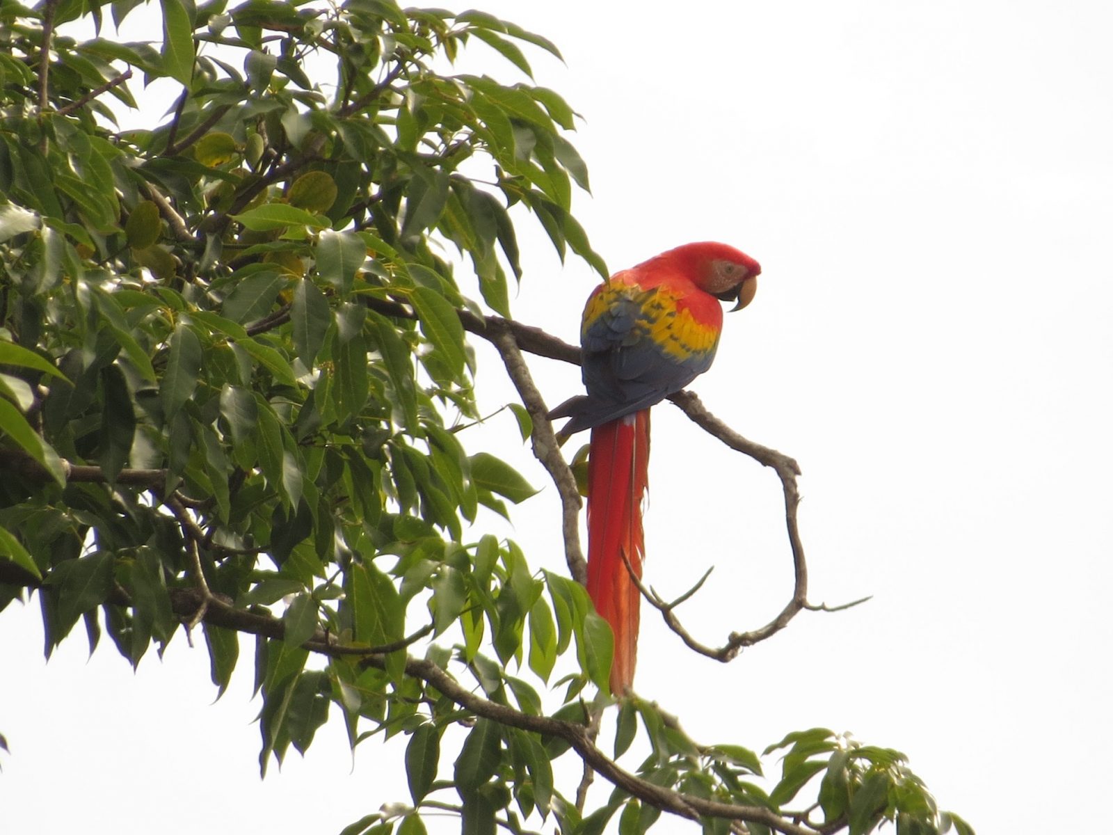 Birding and Learning – Field Notes