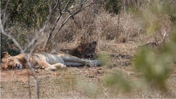 Top Five Sightings in Kruger…so far – Field Notes